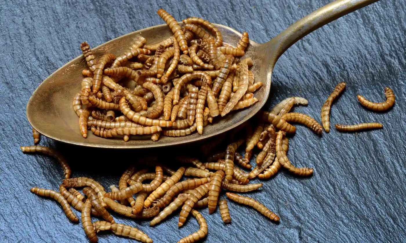 More Insects In Our Diet | Organikos
