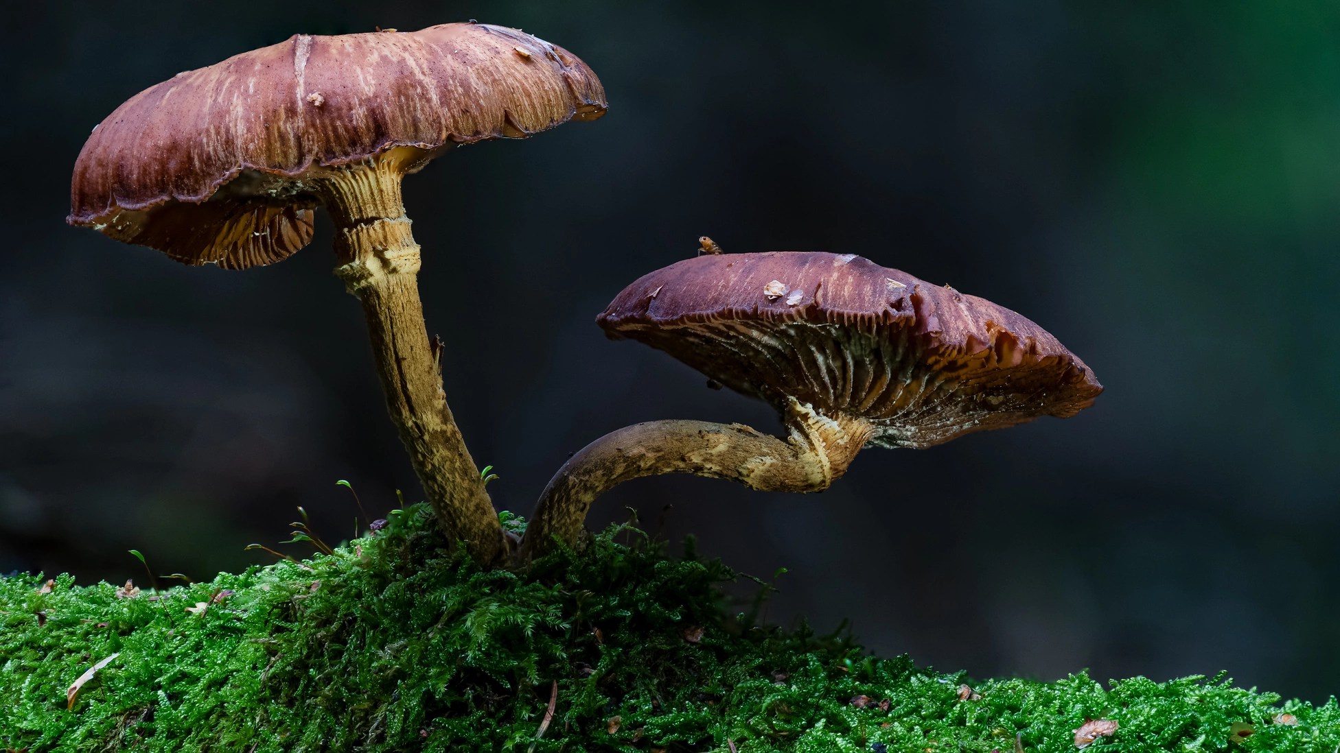 Ominous Humongous Fungus | Organikos