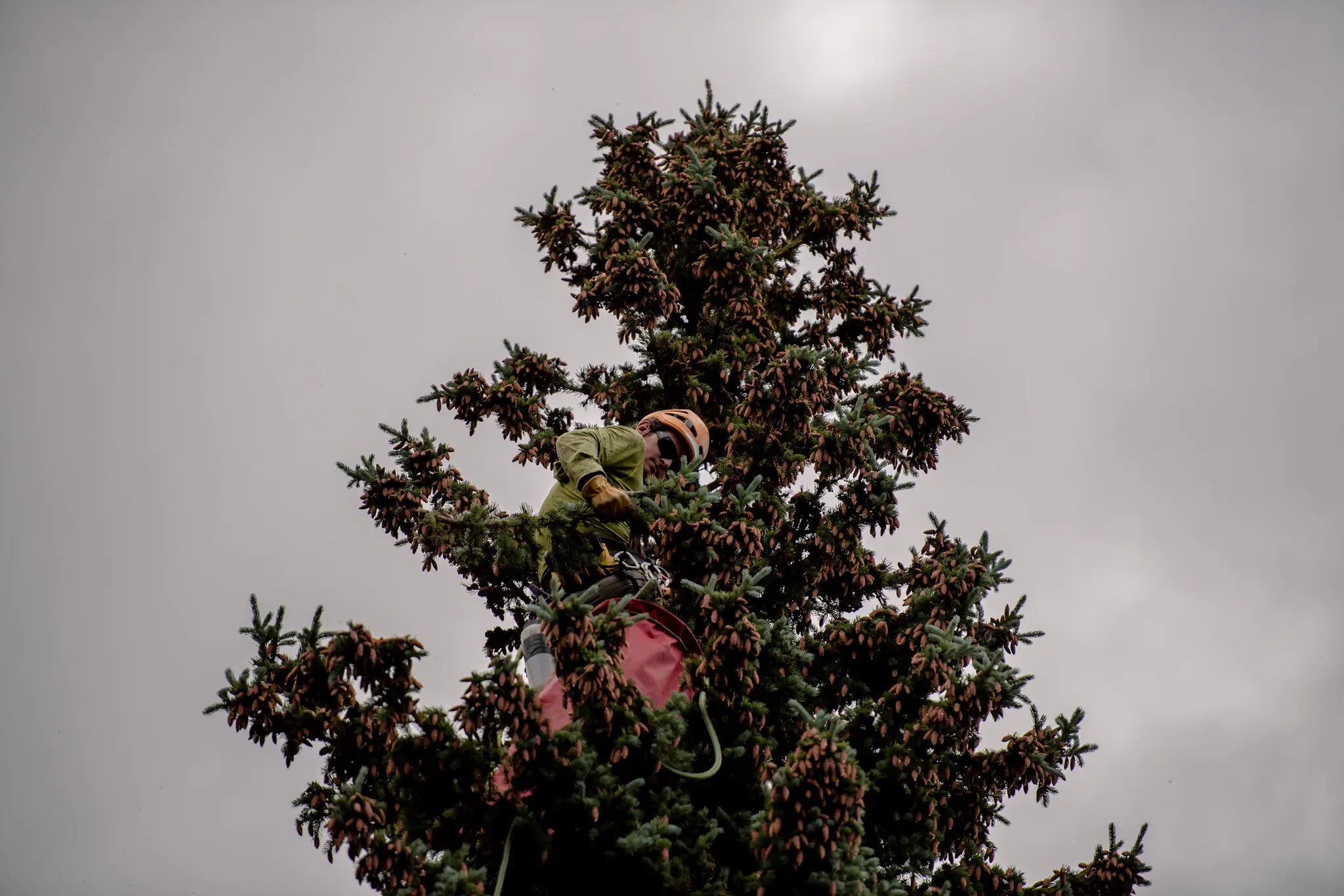 Spruce Cone Collecting | Organikos