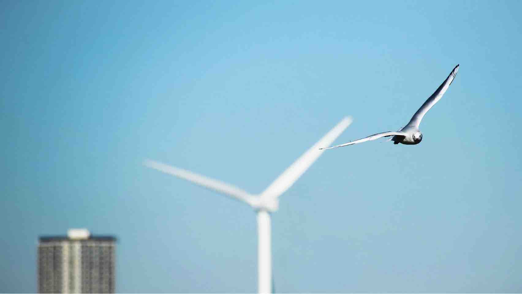 Renewable Energy & Winged Creatures | Organikos