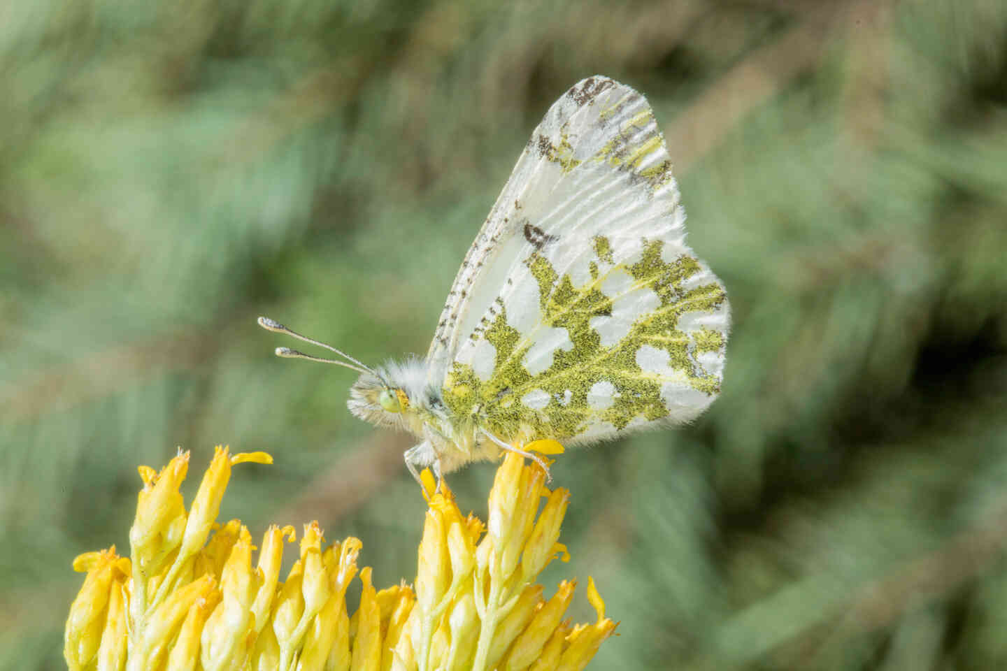 Protecting Insects Requires More Effort | Organikos