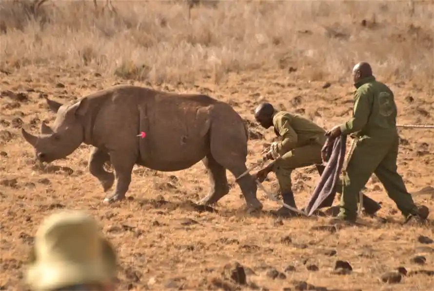 Tagging Large Land Animals | Organikos