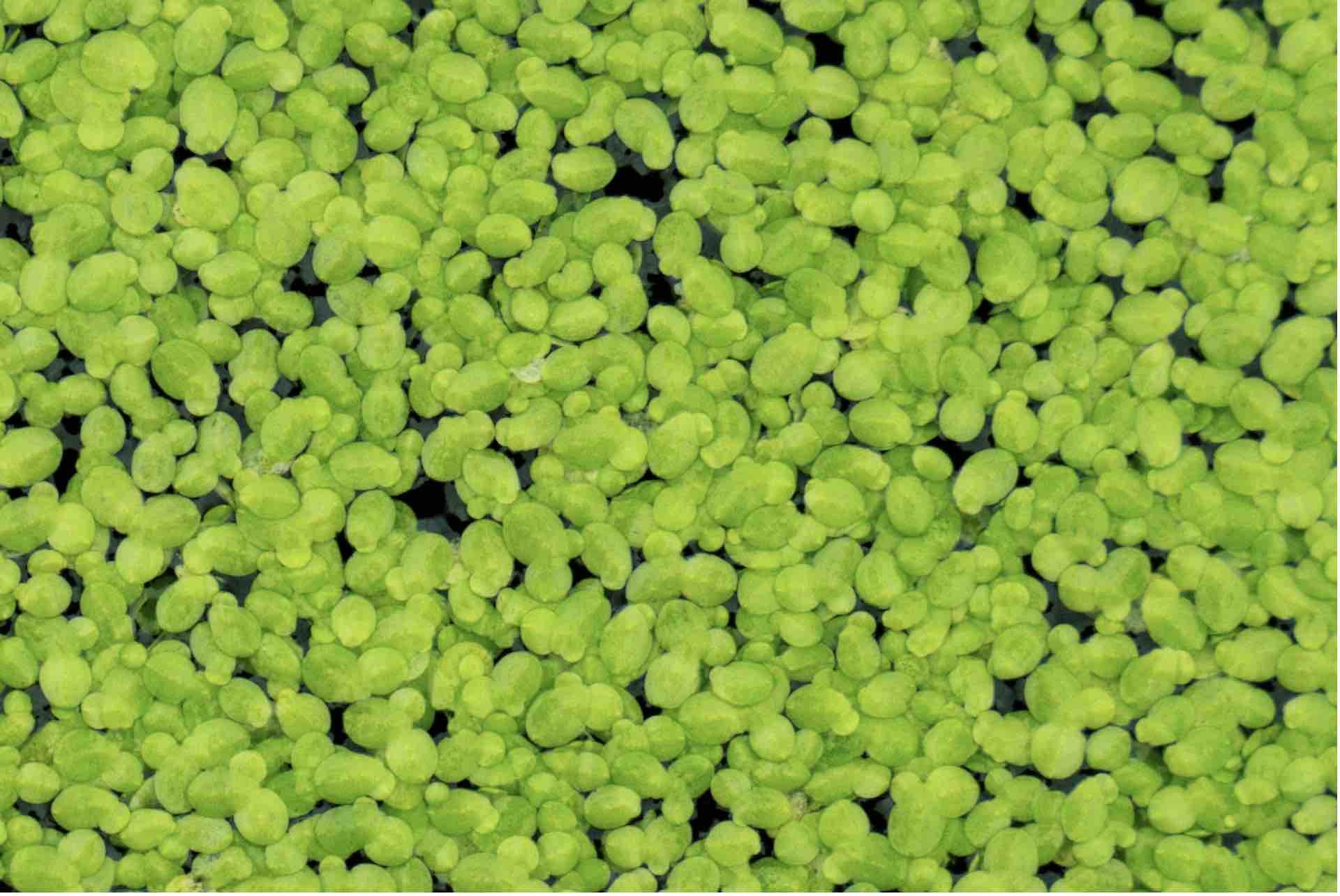 Duckweed, By Plantible Foods | Organikos