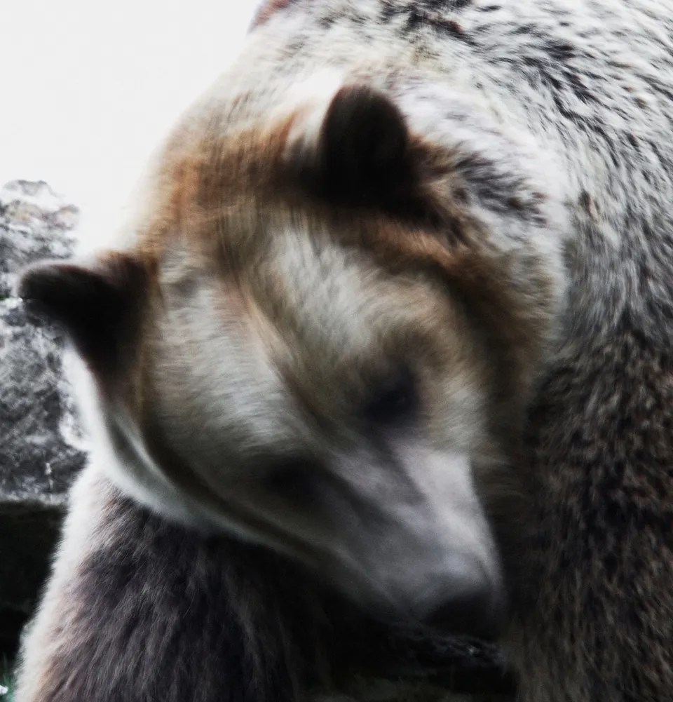 Bears In Our Midst | Organikos