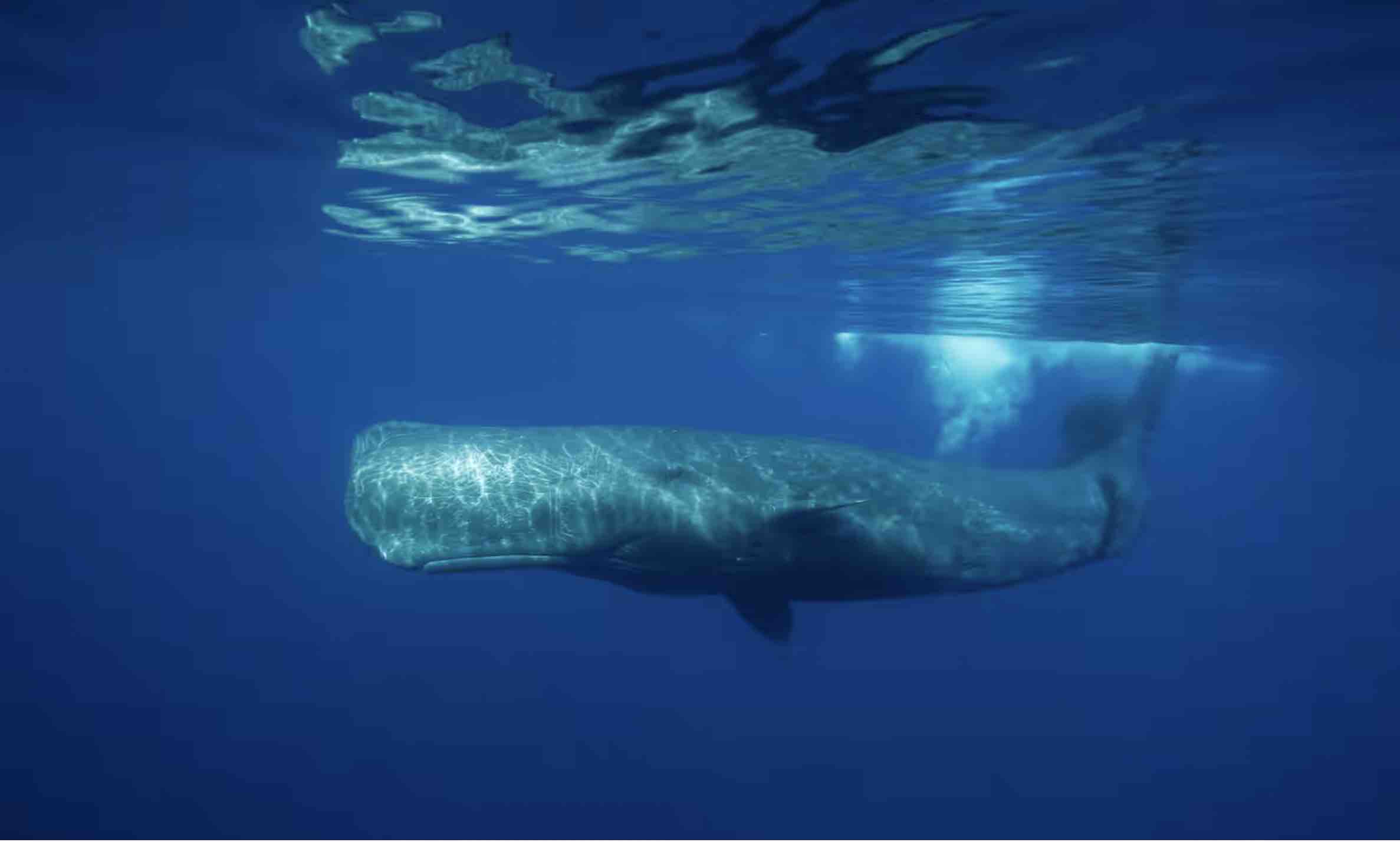 Dominica’s Whale Sanctuary | Organikos