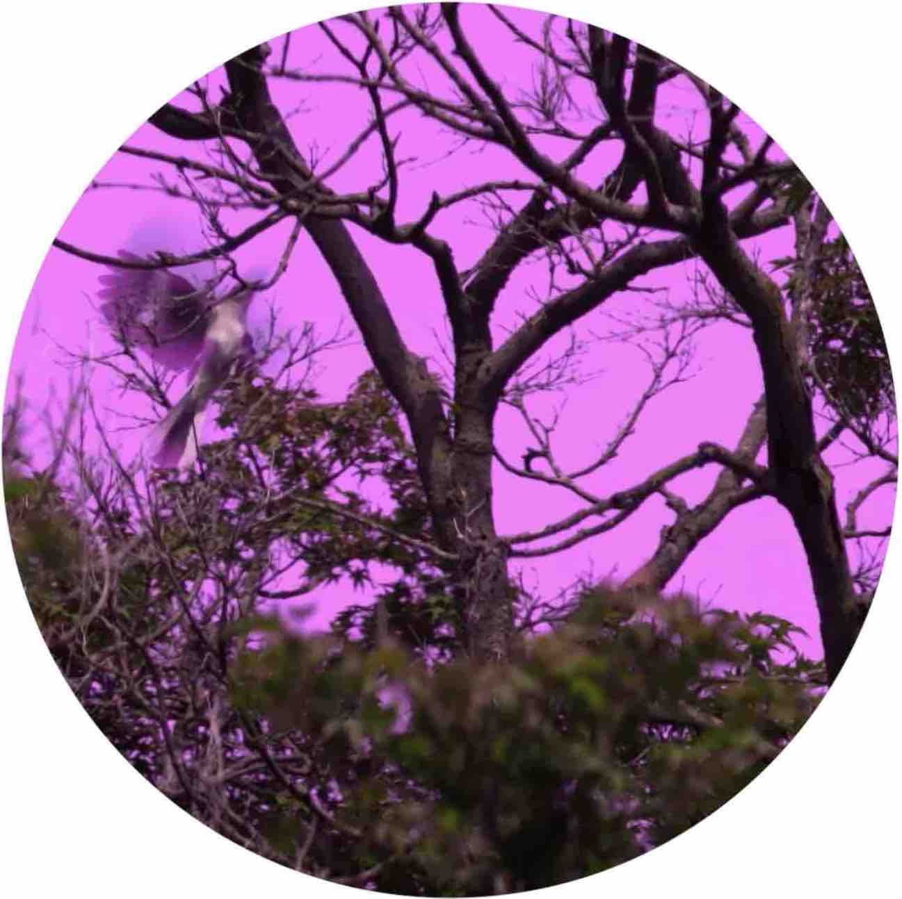 How Birds See Color | Organikos