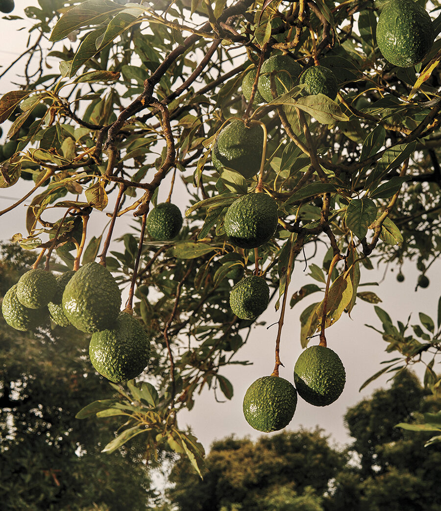 Avocados & Michoacán | Organikos