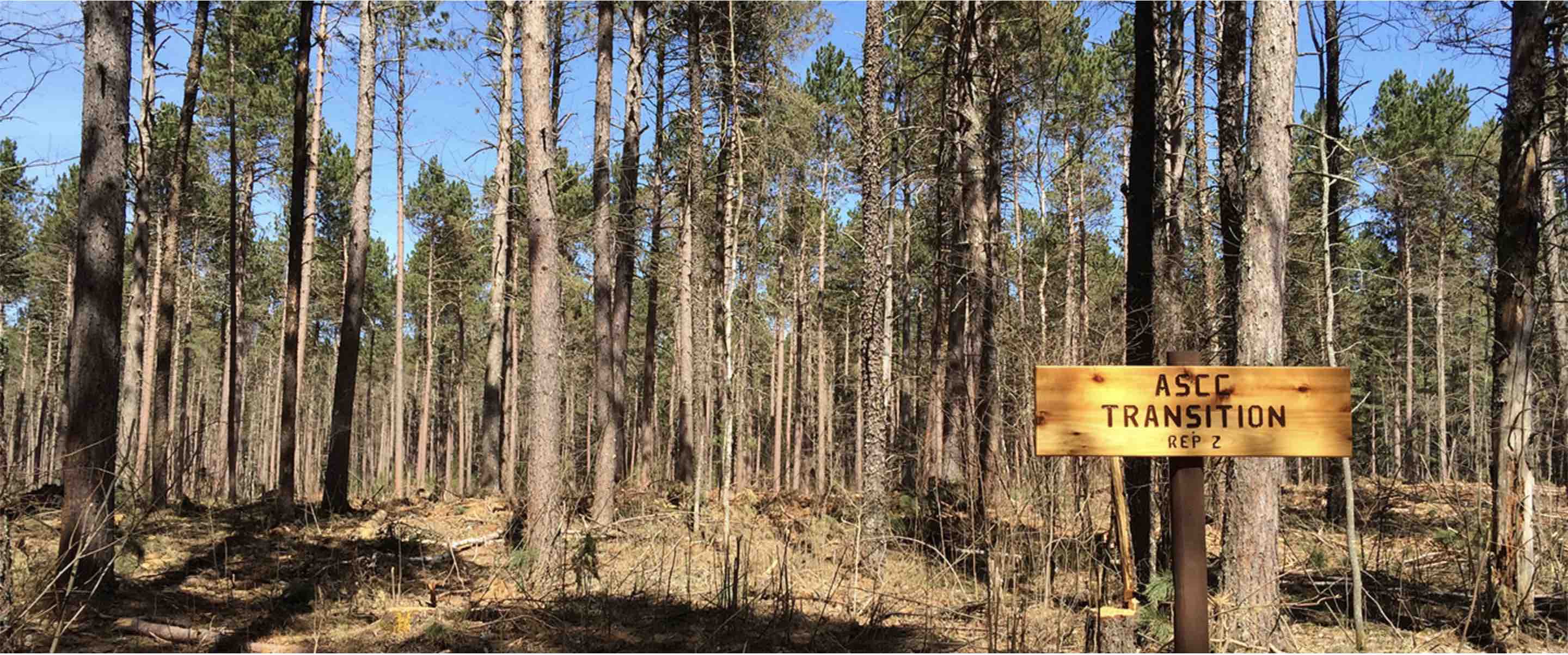 Forest Adaptation Via Scientific Methodology | Organikos