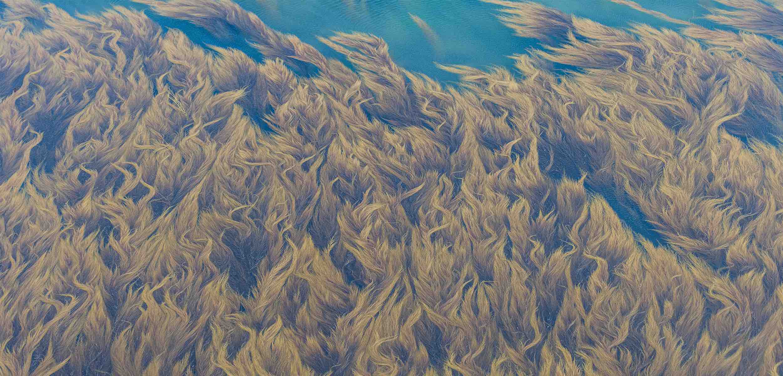 Seaweed Mining Explained | Organikos