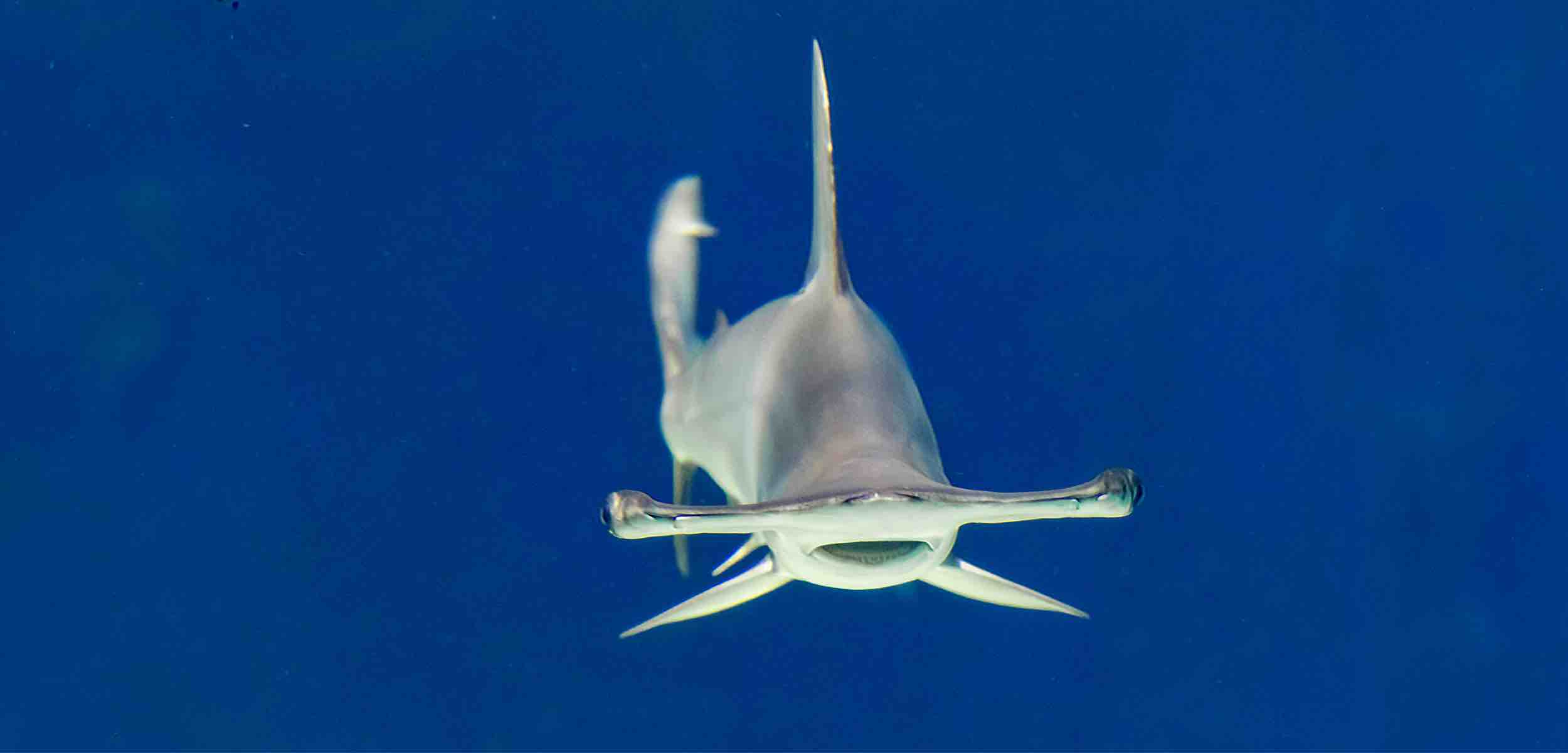 Hammerheads Back In The Caribbean | Organikos