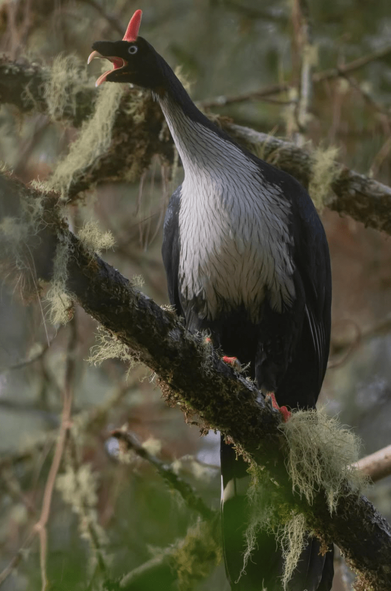 Bird of the Day: Horned Guan | Organikos