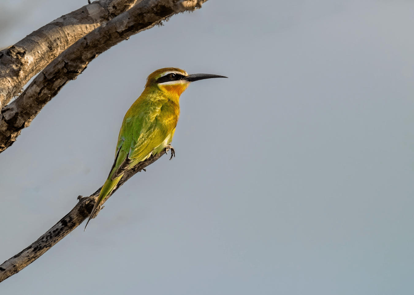Bird of the Day: Olive Bee-eater | Organikos