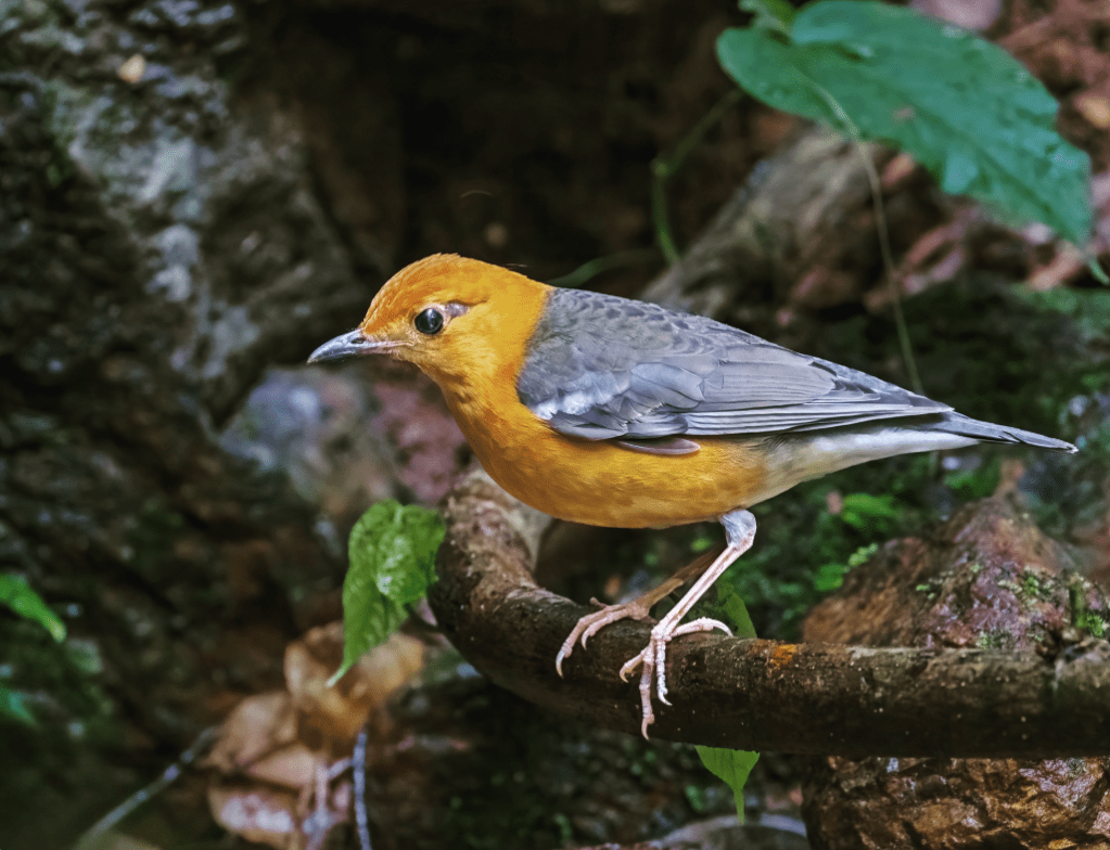Bird of the Day: Orange-headed Thrush | Organikos