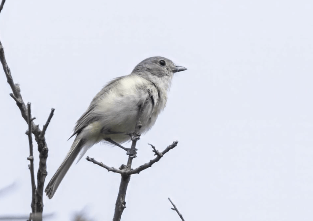 Bird of the Day: Gray Vireo | Organikos