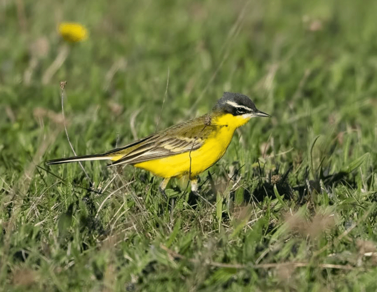 Bird of the Day: Western Yellow Wagtail | Organikos