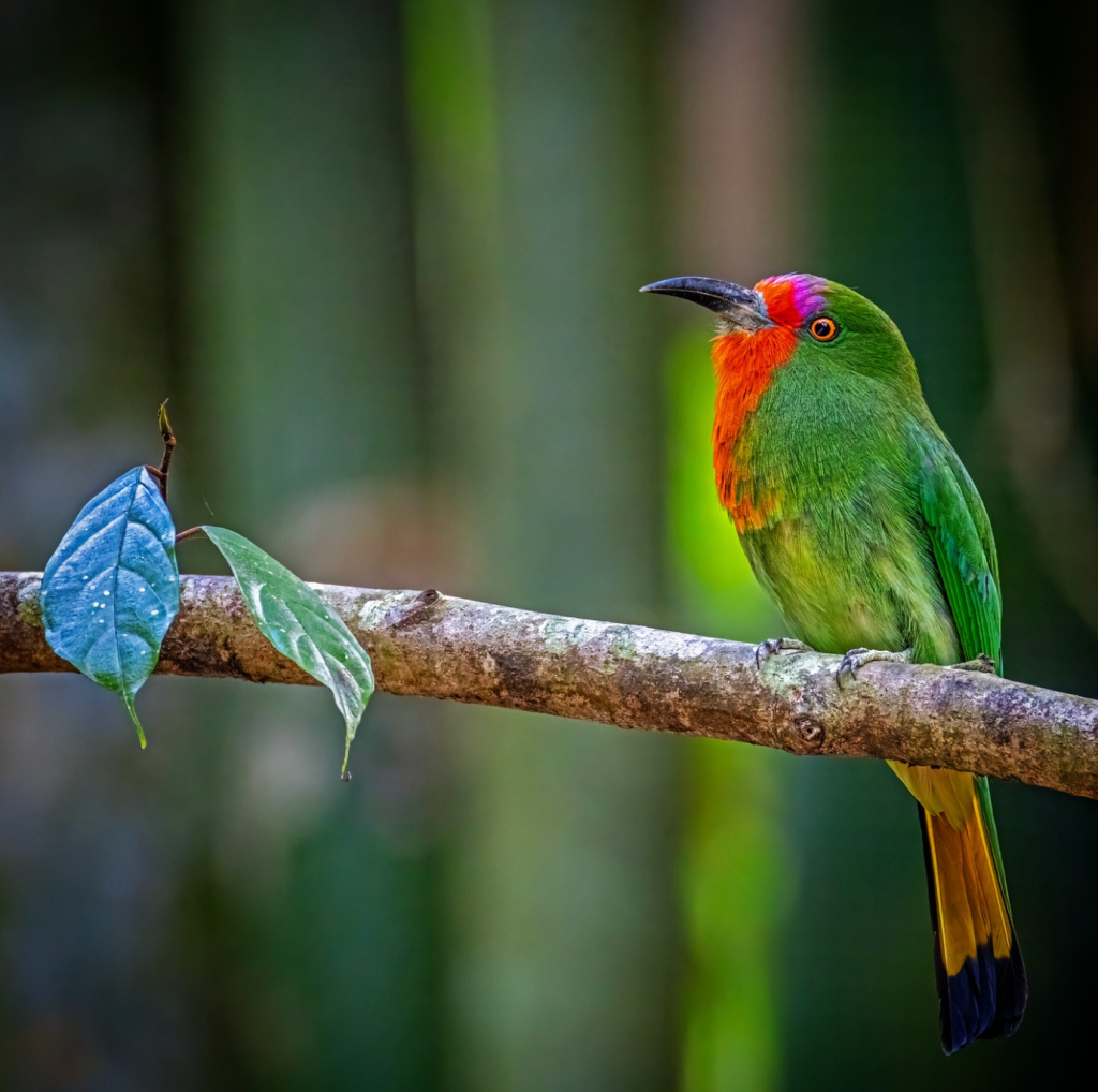 Bird of the Day: Red-bearded Bee-eater | Organikos