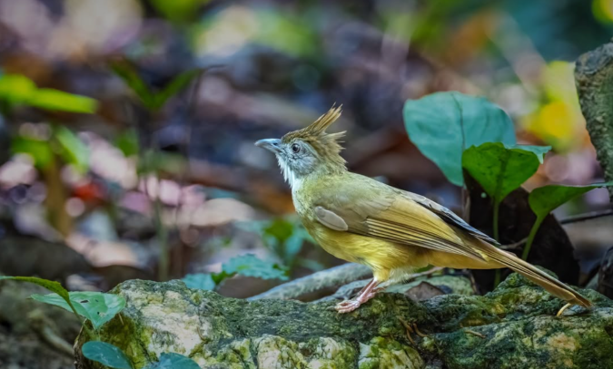 Bird of the Day: Puff-throated Bulbul | Organikos